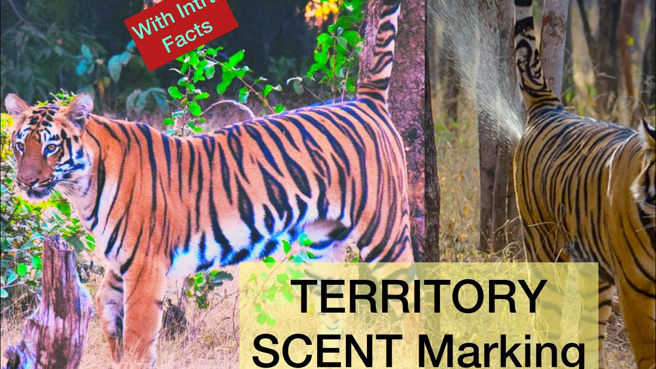 Tiger Marking TERRITORY | Territory Marking by scent Spray Urine N ...