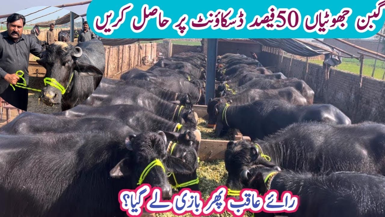 Highest Pure Nali Ravi Buffaloes || Top Quality Gabbon Jhotian | Modern ...