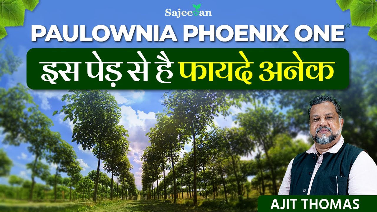 Paulownia Phoenix One® - इस पेड़ से है फायदे अनेक | Vriksha Mitra Ajit ...