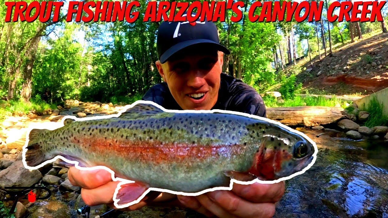 Trout Fishing Arizona's Canyon Creek - YouTube