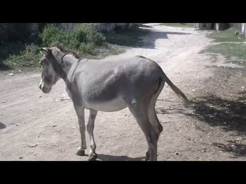 chkviani viri, ჭკვიანი ვირი