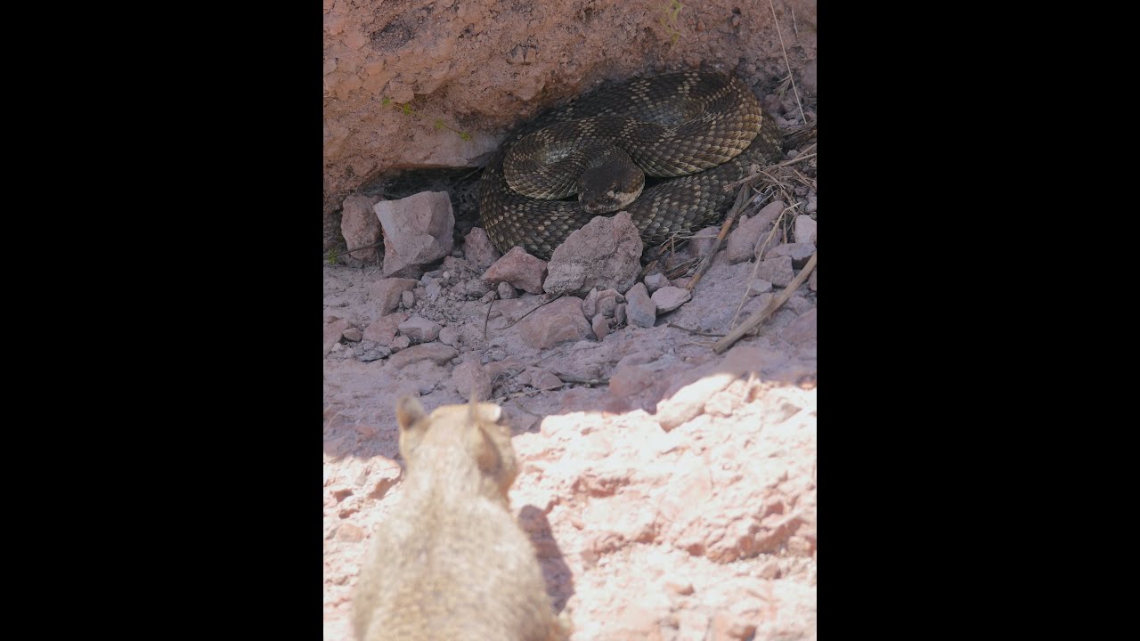 Ground Squirrel meets Rattlesnake - YouTube