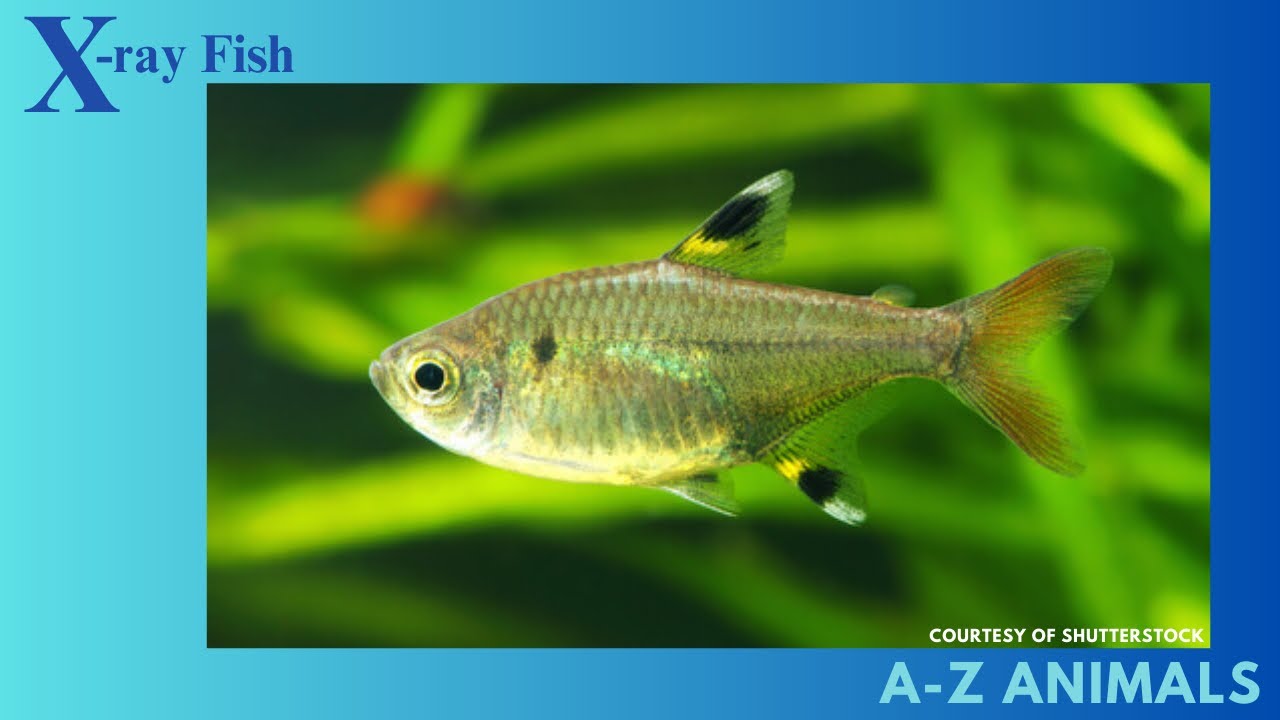 Images Of Xray Fish X Ray Fish Pristella Maxillaris Hi Res Stock