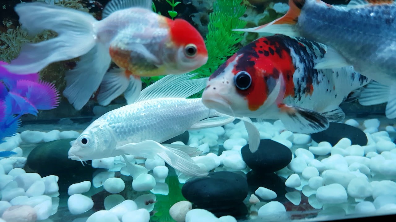 Koi with red cap - YouTube