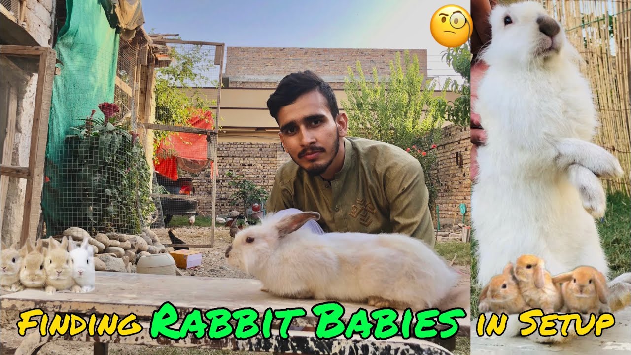 Finding Rabbit Babies in Setup 🐰 | Pak Birds - YouTube