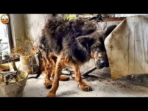 Kimse sahibinin köpeğe ne yaptığını bilmiyor, ama onu gördüklerinde herkes gözyaşlarına boğuldu.