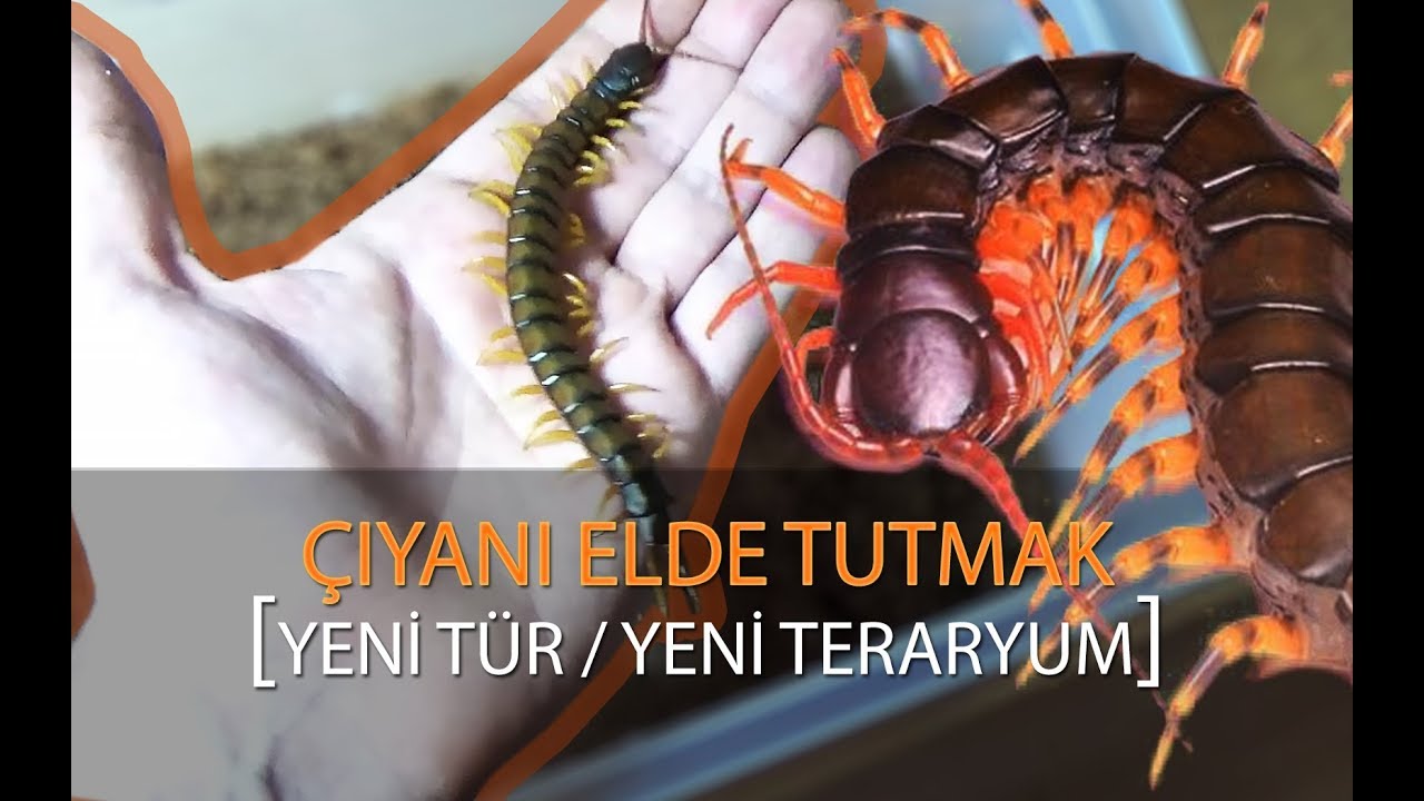 Çiyan ele alınır mı? Yeni Çıyanımız ve evi. - YouTube