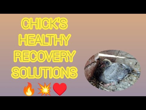 CHICK'S HEALTHY RECOVERY SOLUTIONS 🔥💥♥️ - YouTube