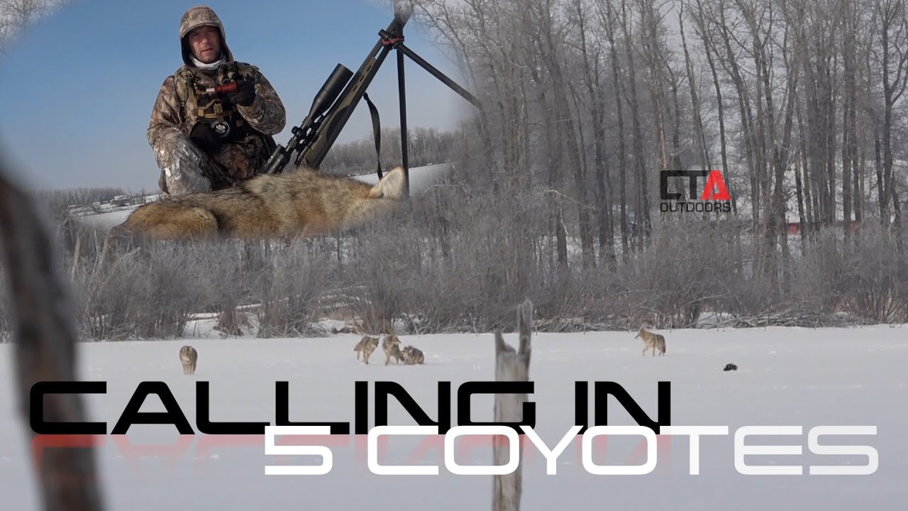 Coyote Hunting CALLING IN 5 COYOTES - YouTube