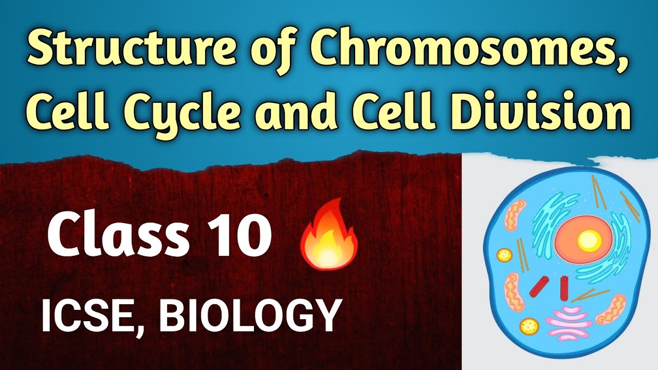 Structure Of Chromosomes ICSE Class 10 Biology Cell Cycle Cell structure-of-chromosomes-icse-class-10-biology-cell-cycle-cell