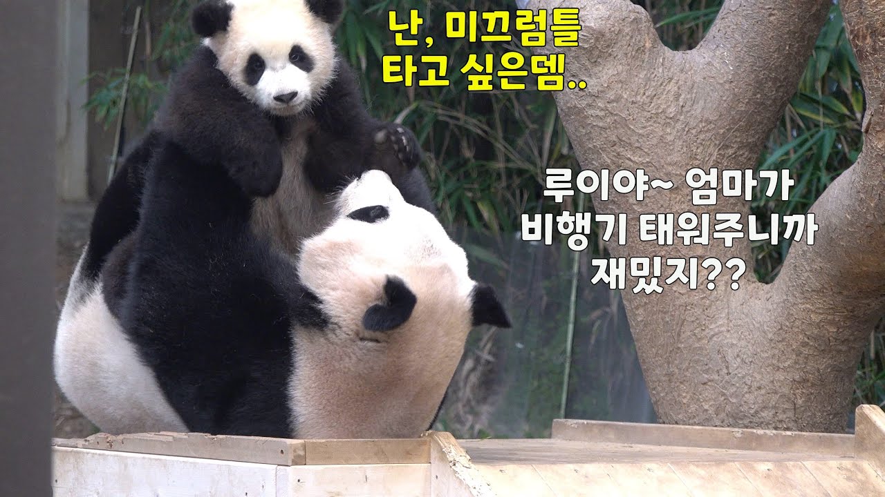 에버랜드 판다 루이바오는 미끄럼틀 타고 싶은데 엄마 아이바오는 비행기 태워주고 싶고~ 후이바오는 자유로운 영혼이 되어 나무위로 신나게 슝~ 올라가고~~ 아루후