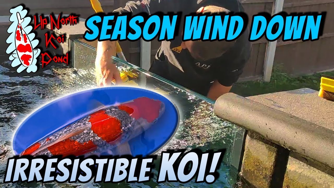 The Season Wind Down & An Irresistible Koi - YouTube