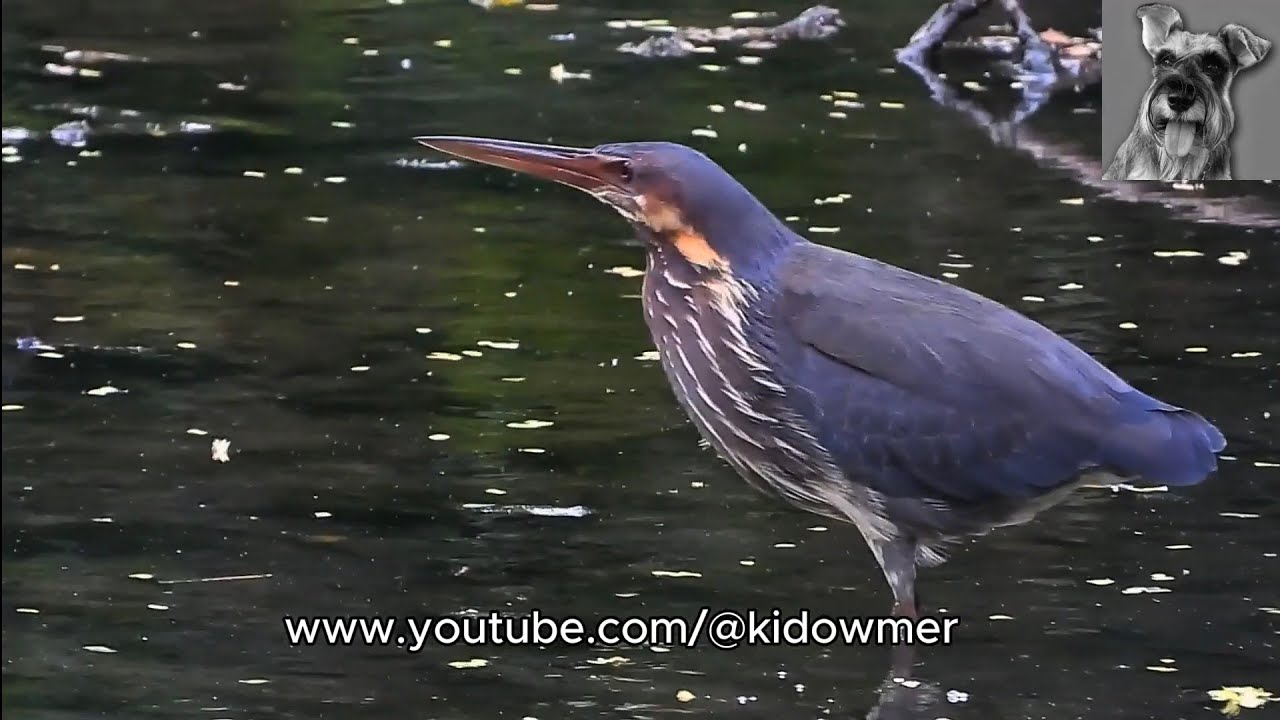 Migratory BLACK BITTERN is back at old haunt, Singapore - YouTube