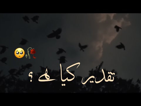 Taqdeer kya hai ? || Islamic status || Urdu true words || Islamic WhatsApp status || Zaid Writex