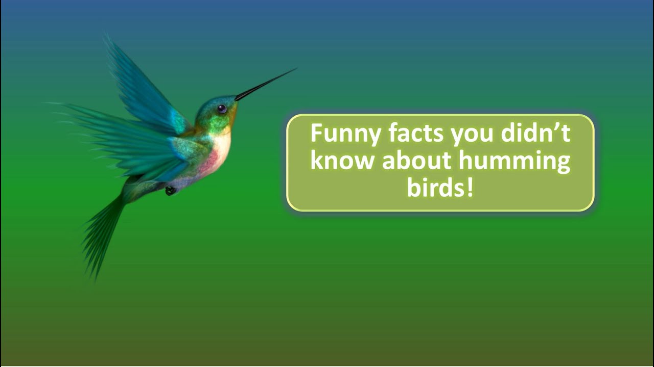 Funny facts you didnt know about hummingbirds! - YouTube
