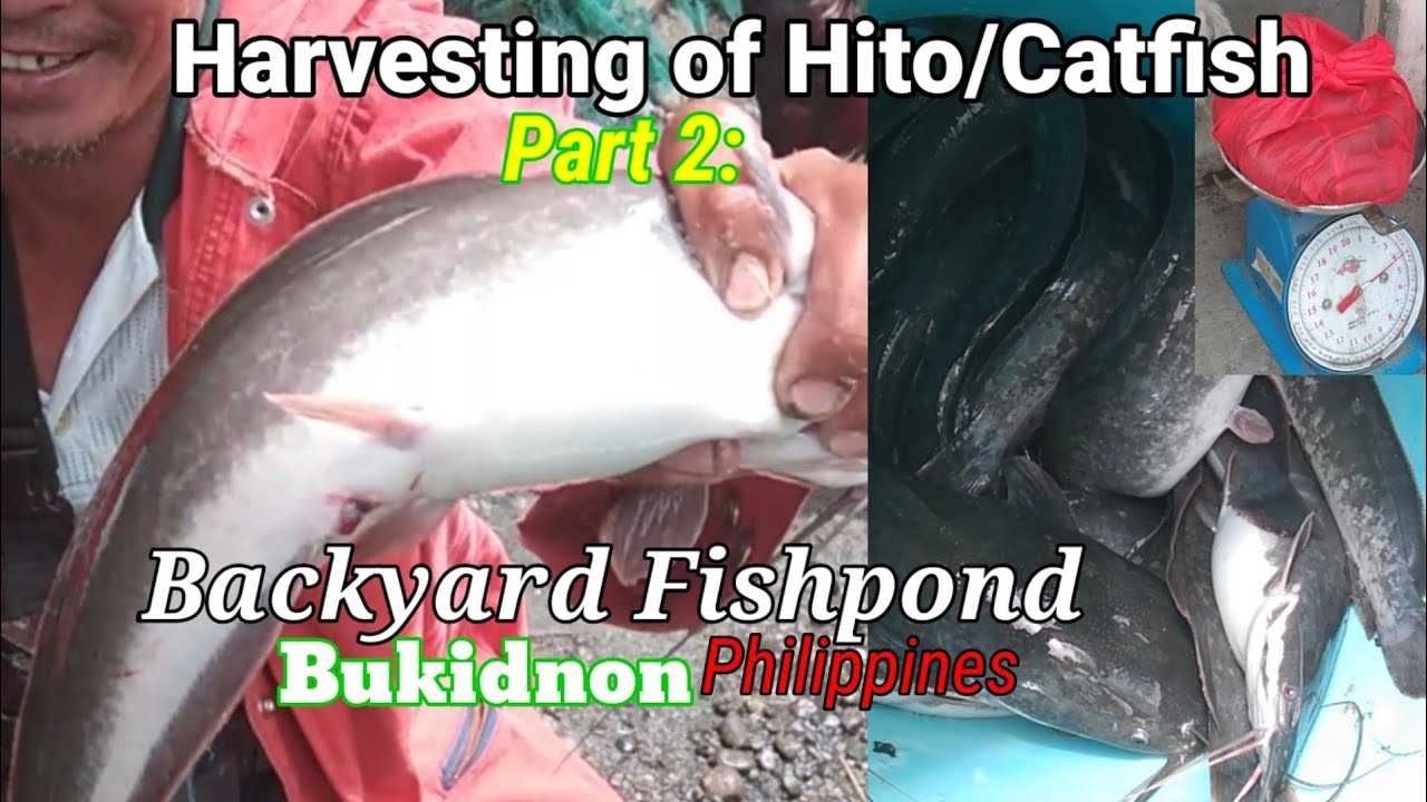 HARVESTING OF HITO/CATFISH PART 2: #Backyard Fishpond#BUKIDNON ...