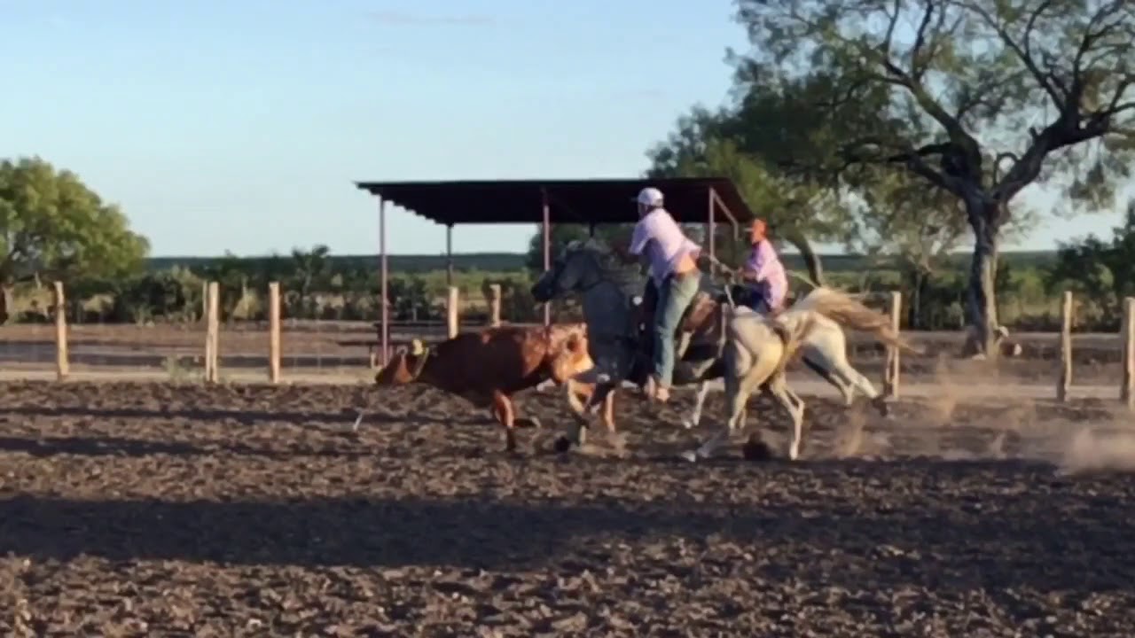 Team roping heel shots - YouTube