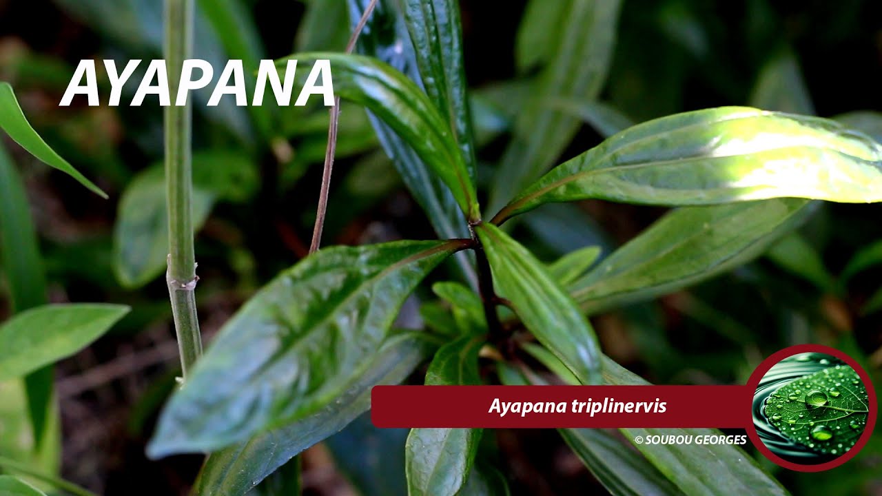Ayapana triplinervis plante médicinale - YouTube