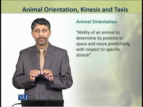 Animal Orientation, Kinesis and Taxis | Animal Physiology and Behavior ...