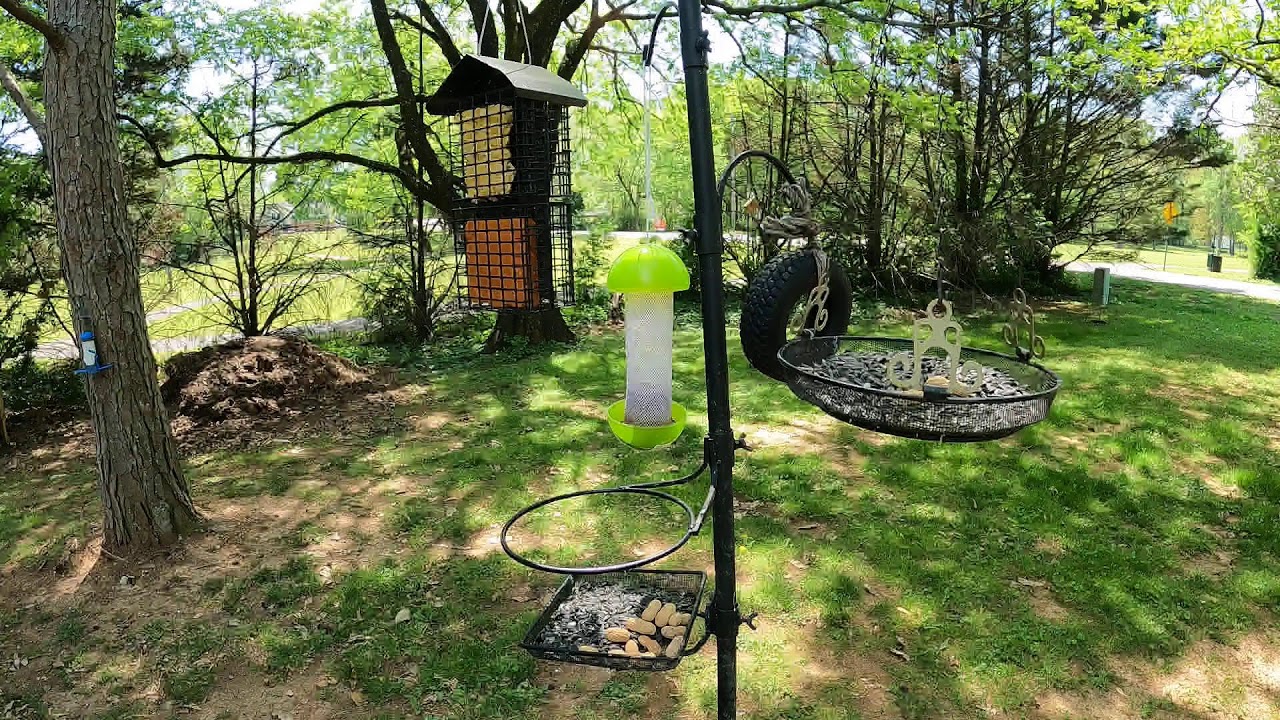 First Chattanooga Birds Live - YouTube