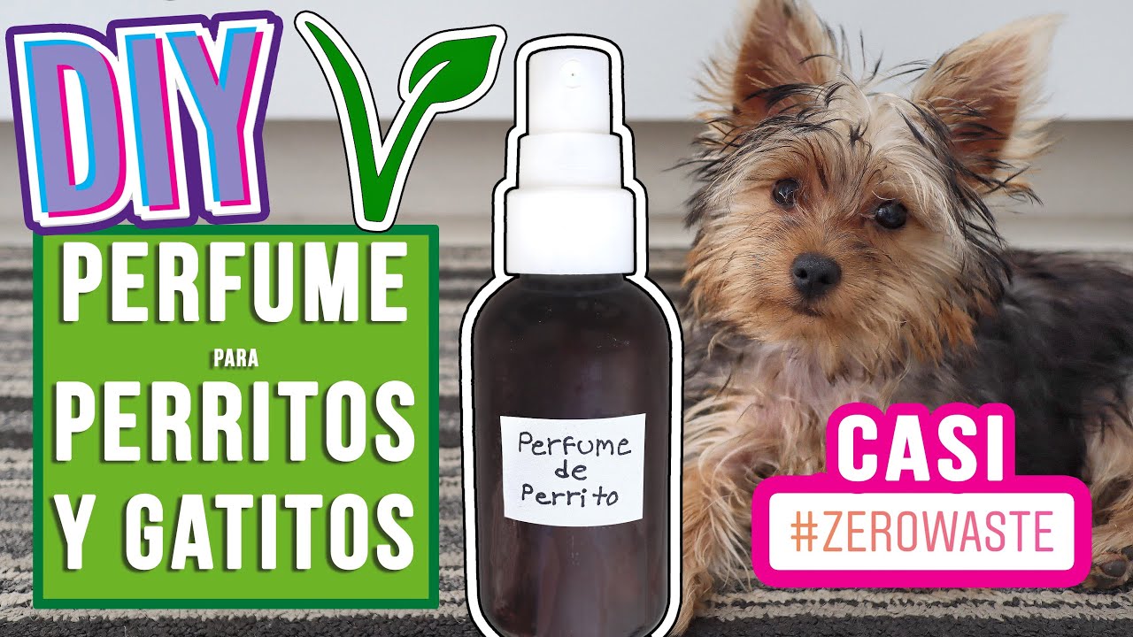 Puedes Ponerle Perfume A Un Perro