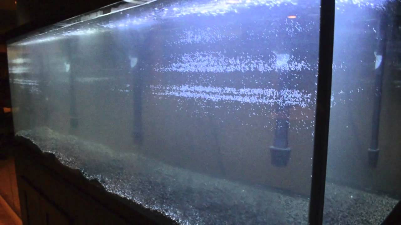 How to Cycle Your aquarium - Quick and Easy - YouTube