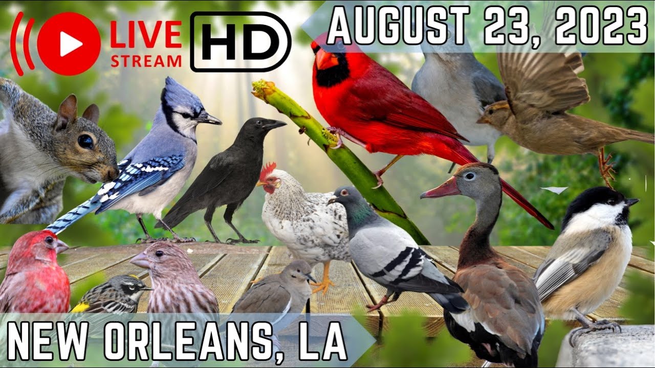 New Orleans, Louisiana Live Bird Feeder, Southeastern Birdwatching ...