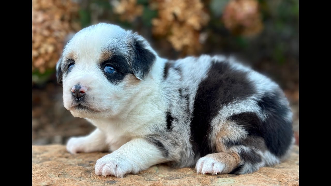 Sunshine is a beautiful blue merle girl with an amazing personality ...