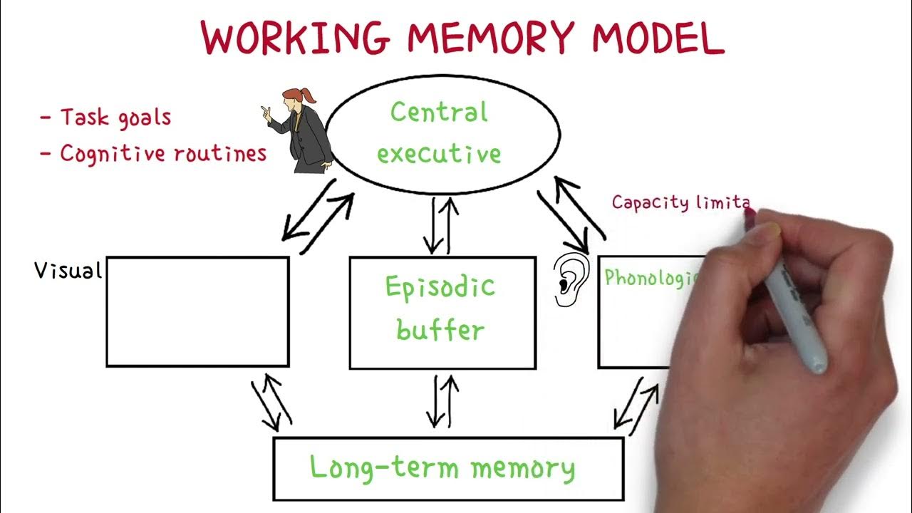 Working memory model/ short-term memory | MinsEducation | - YouTube