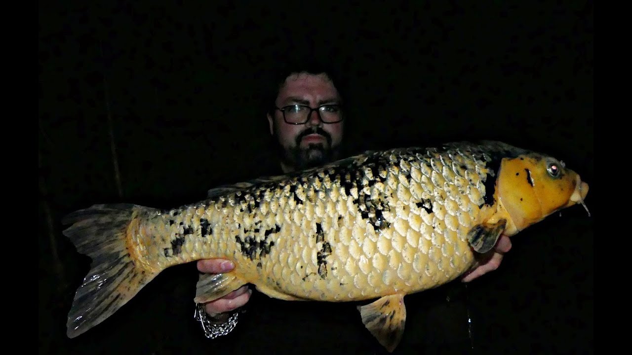CARPFISHING LAGO DA ALFAROFIA ( PROELITEBAITS) - YouTube