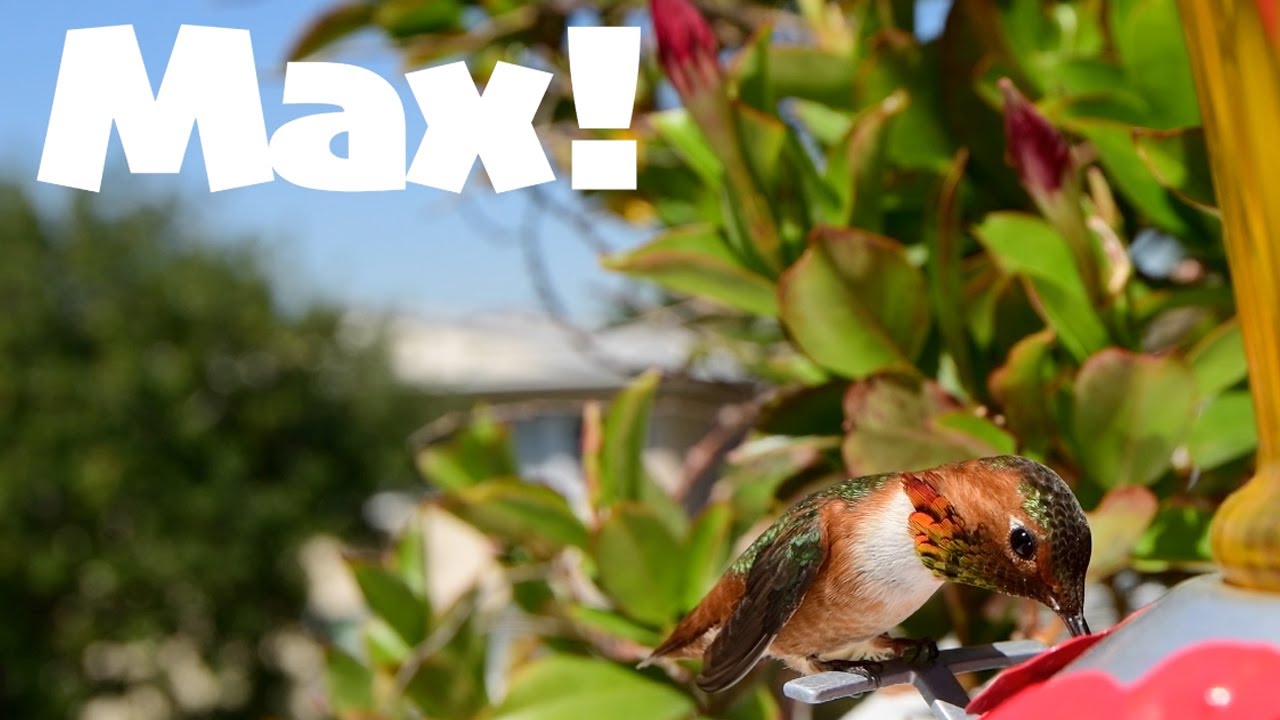 If Hummingbirds Could Talk: Max the surfer, Harriet the busy mom, Tim ...