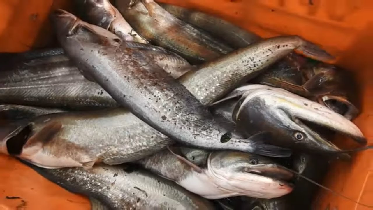 Summer fishing for "Murrel Fish" Machli Wala for Wallago Attu Catfish ...