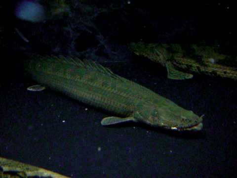 MY NILE BICHIR (POLYPTERUS BICHIR BICHIR) 53cm ♂ - YouTube