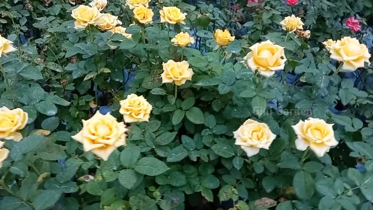 Solaire Rose Flower / Solaire Rose Plant / Solaire Rose - YouTube