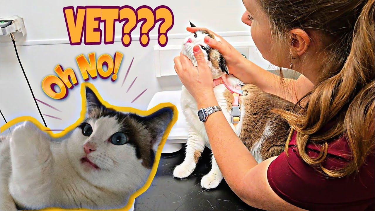 Taking our cat to the vet - YouTube