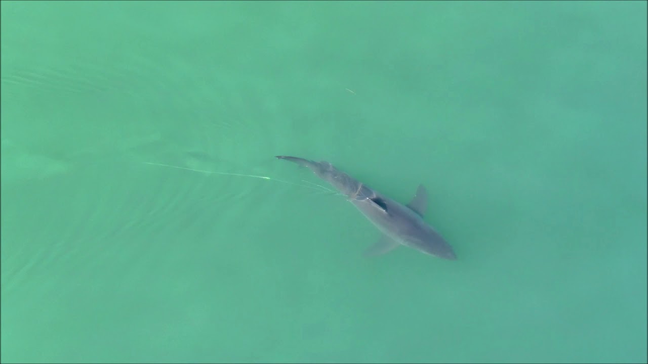 Specimen of Interest: October 2019. Entangled white shark pup (1of4 ...