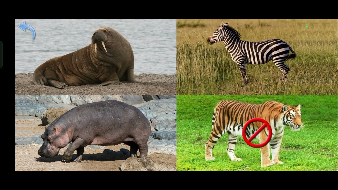 Sounds of Wild animals in English - YouTube