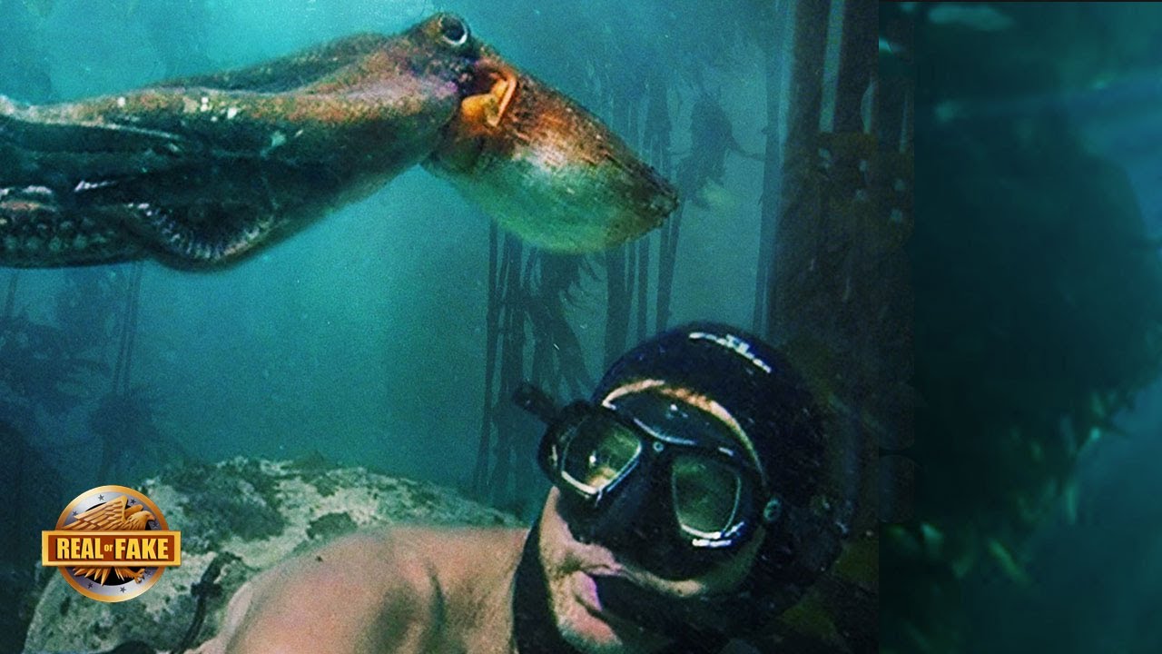 EPIC AMAZING OCTOPUS MOVIE - Real or Fake? - YouTube
