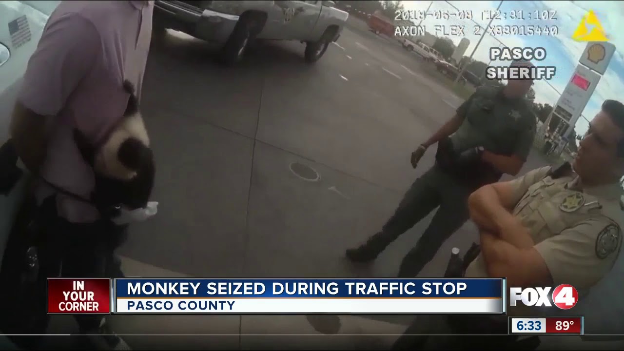 Monkey clings to owner while in handcuffs - YouTube