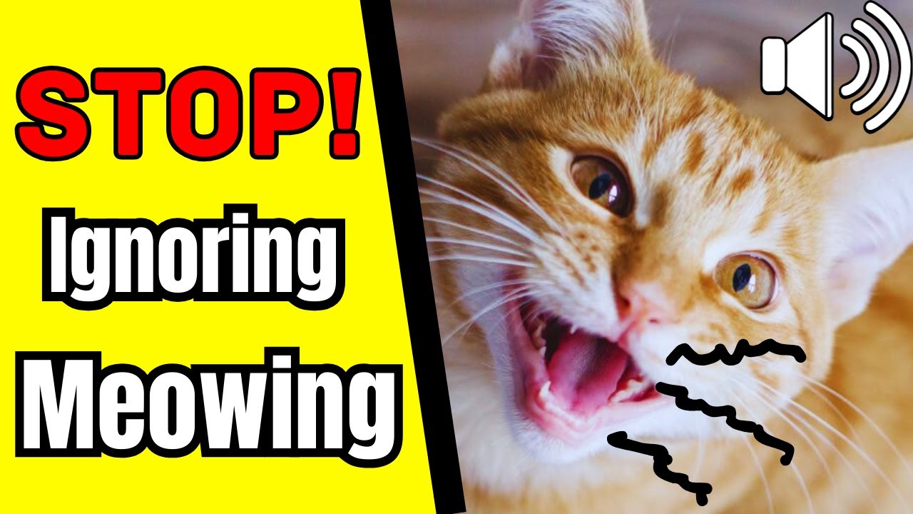 Never Ignore Your Cat’s Meow – Here’s What It Really Means! - YouTube