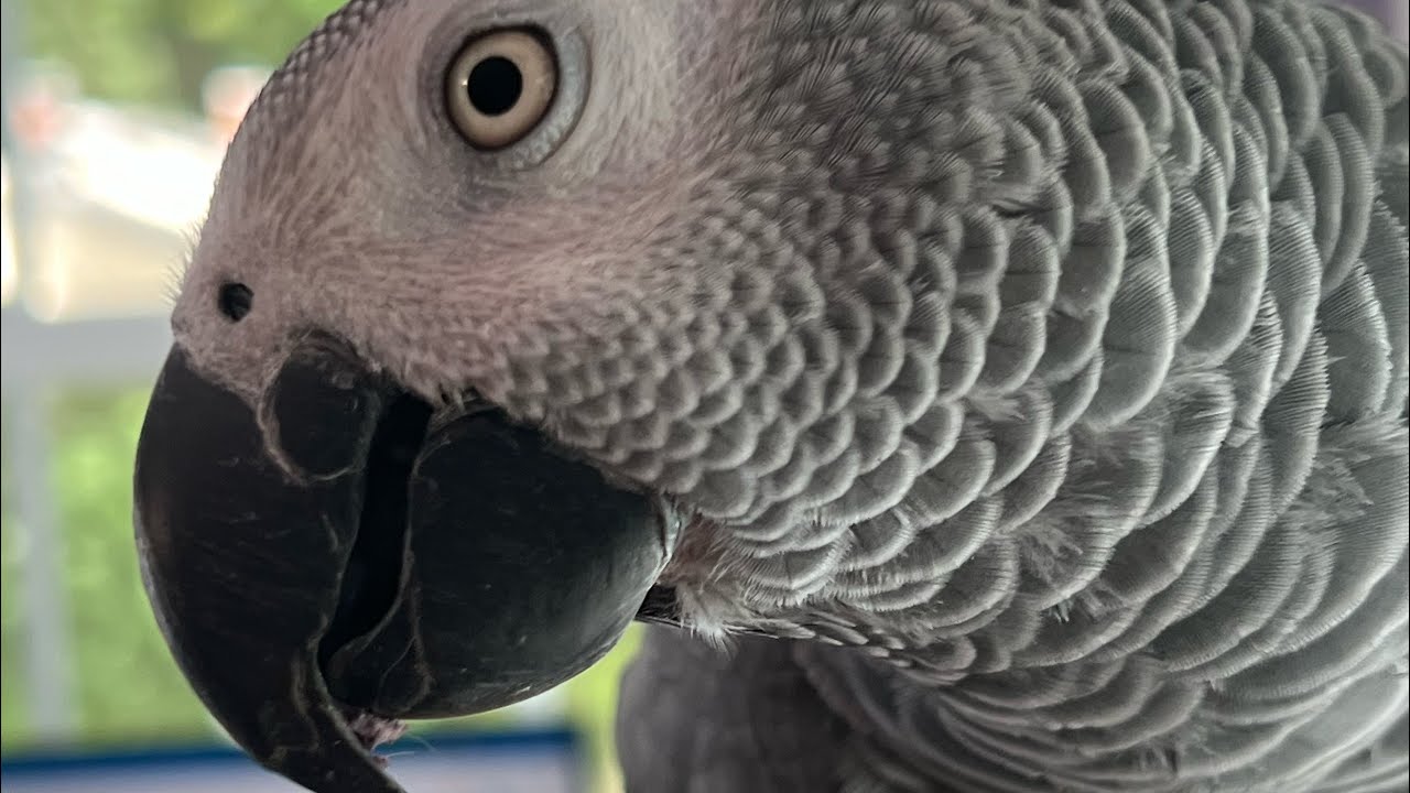 A few minutes with Symon the African Grey Talking Parrot💕 - YouTube