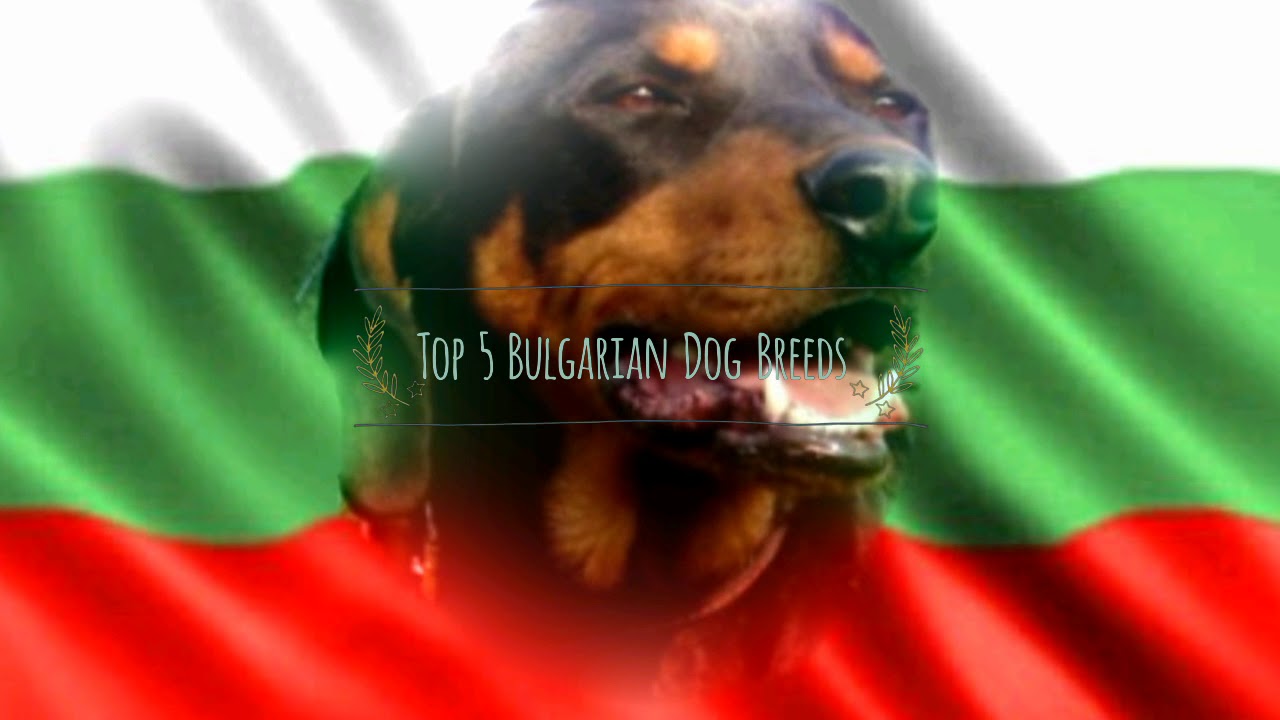 Top 5 Bulgarian Dog Breeds - YouTube