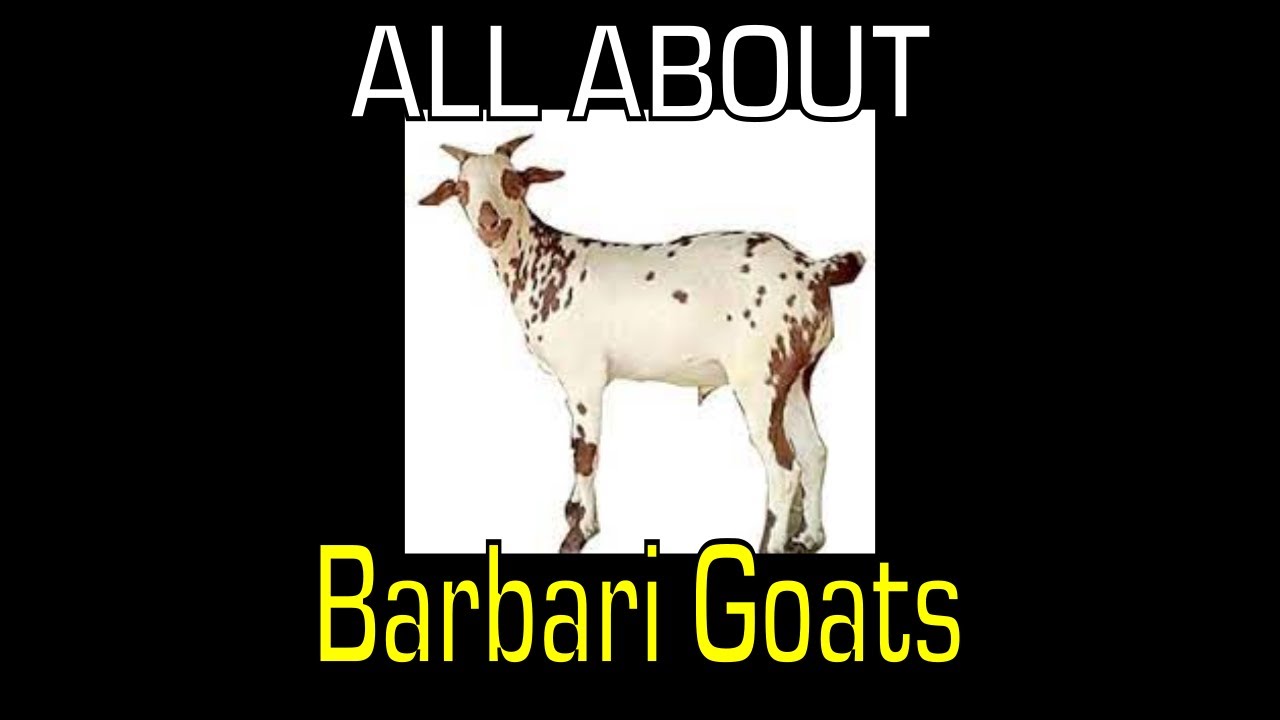 Barbari Goat