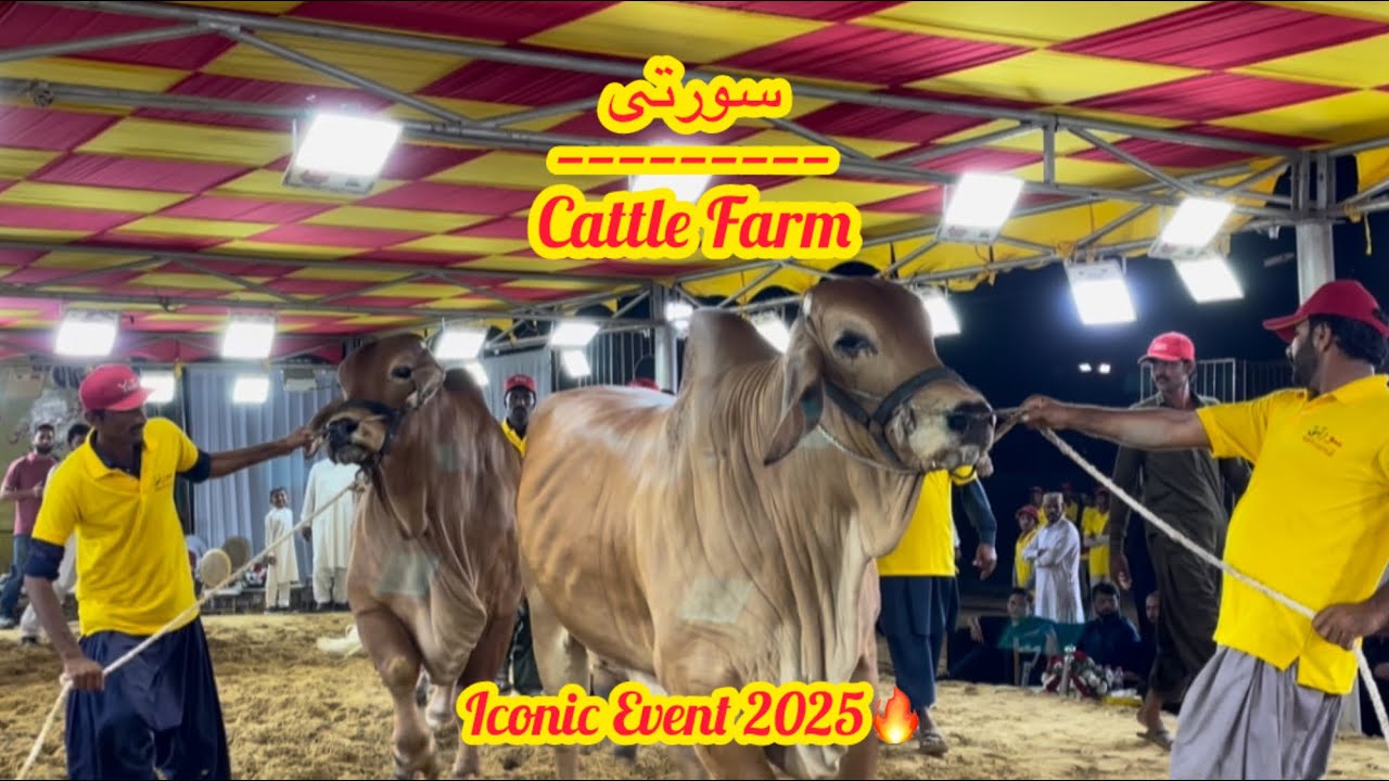 Surti Cattle Farm Beast Collection 😍| Iconic Event 2025🔥| Cow Vlogs ...