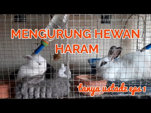 Hukum mengurung hewan dalam pandangan islam