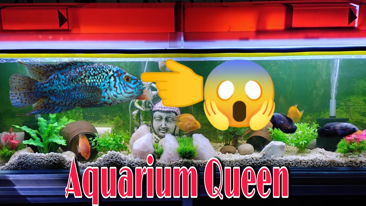 I bought my new Aquarium Queen EBJD fish (Electric Blue Jack Dempsey ...