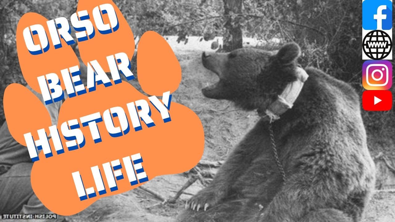 Orso Bear Wojtek meeting history life - YouTube