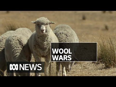 The mulesing debate: Is cutting skin off sheep bottoms to protect against larvae ethical? | ABC News