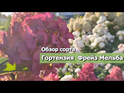 Гортензия Фрейз Мельба | Обзор сорта гортензии Фрайз Мельба: описание ...