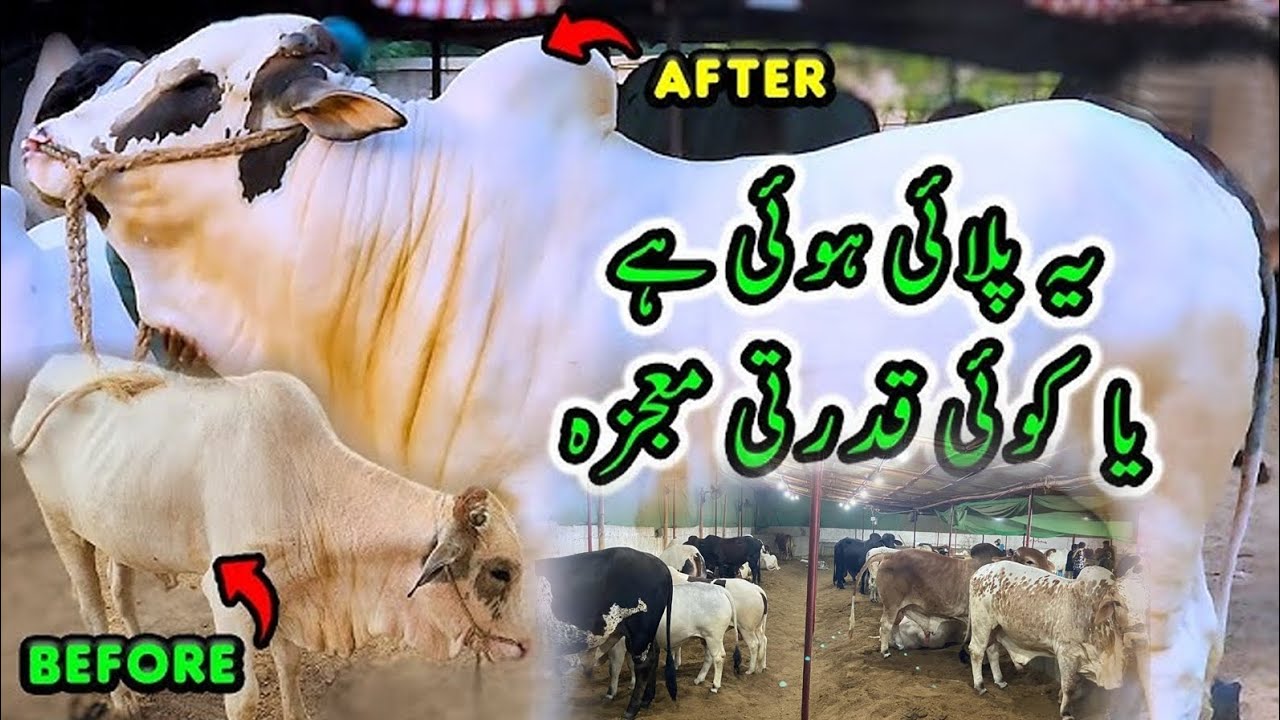 Mandi cattle farm karachi | Mandi Update 2025 - YouTube